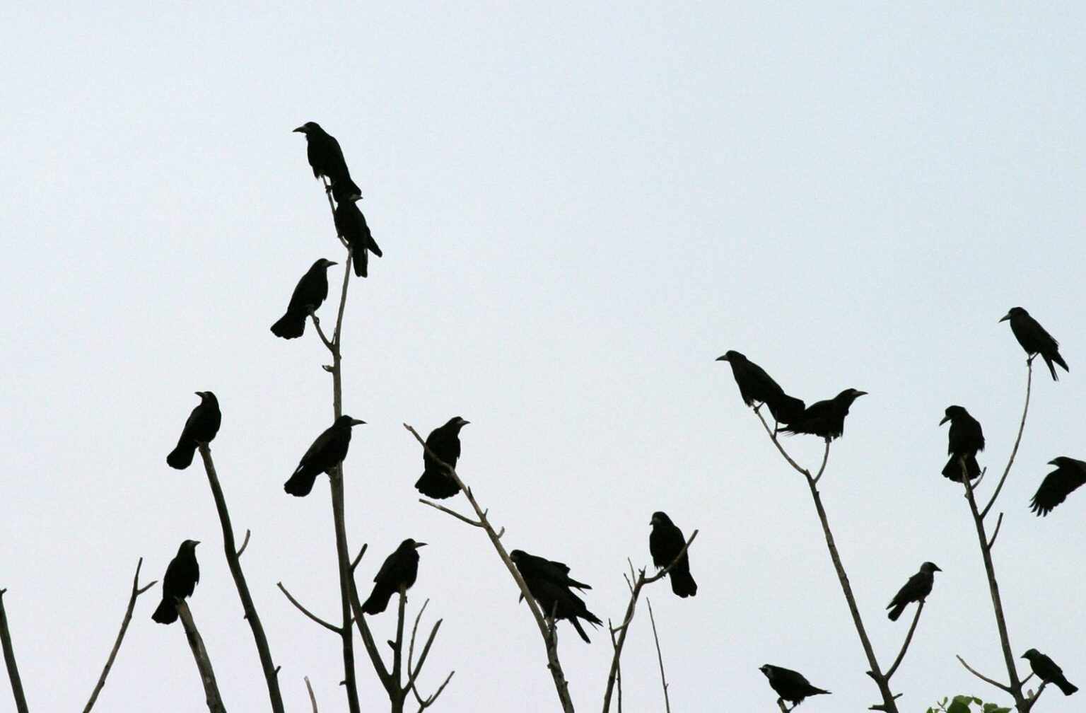 The Spiritual Meaning Of The Crow: A Personal Exploration - Life ...