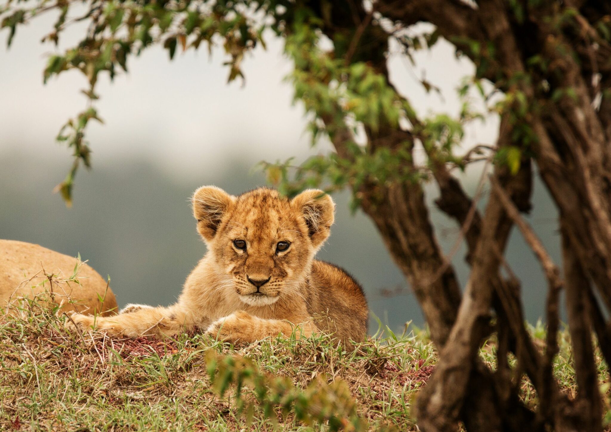 Spiritual Meaning Of The Lion: A Deeper Look - Life Adventurously