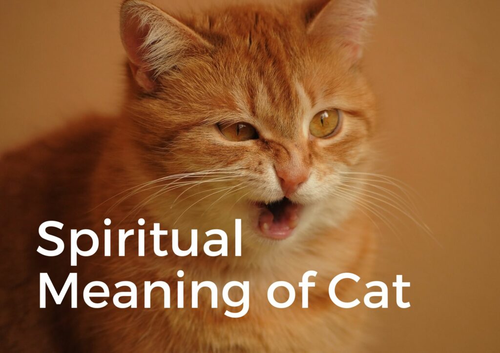 Let's Talk: Spiritual Meaning of Cats Demystified - Life Adventurously